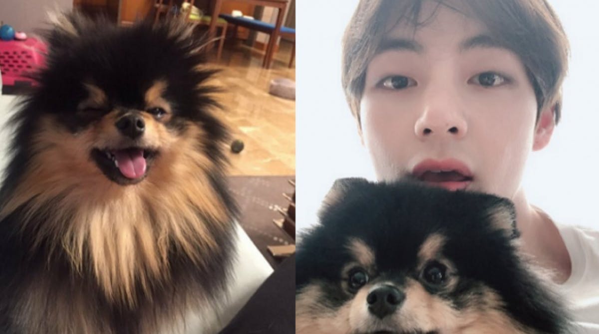 BTS V tannie | KOCOWA+: Korean Entertainment, K-Drama & K-Variety News